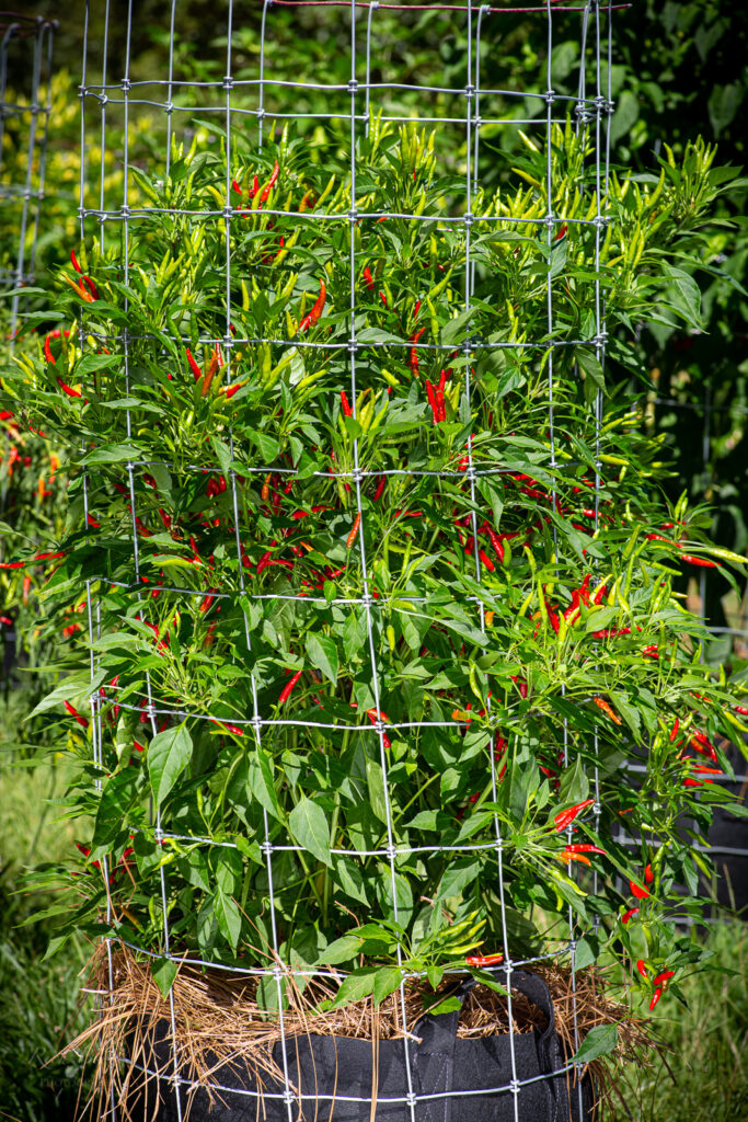 Rooster Spur Pepper Seeds Jack Patton | Pepper Guru